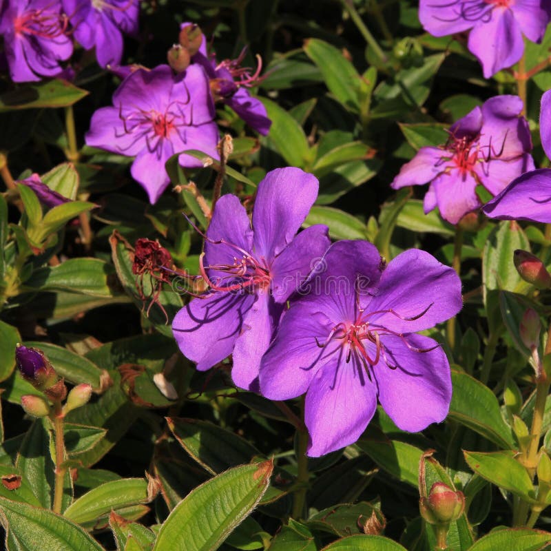 Glory Bush Flowers, Port Macquarie Stock Image - Image of purple, glory ...