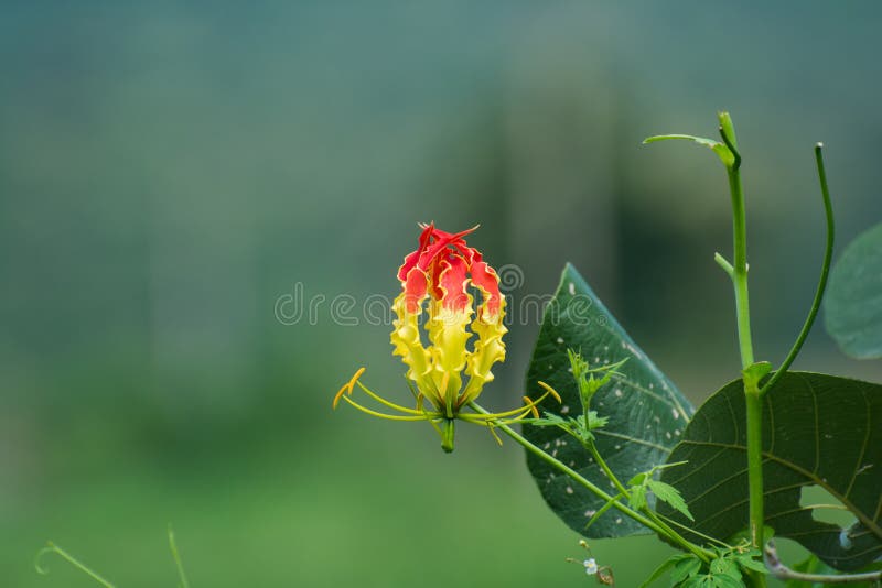 Glory Lilly Gloriosa Superba Stock Photo - Image of medicinal, flora ...