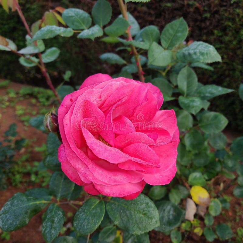 Glory of Red Tropical Rose in the Garden of Ooty Stock Image - Image of ...
