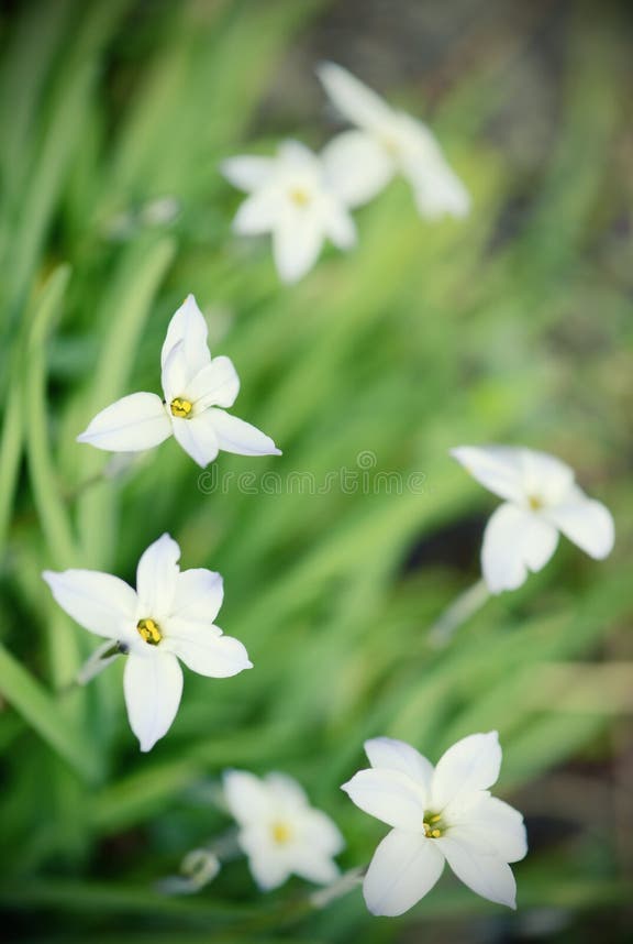 Glory-of-the-snow Flower in Springtime Stock Image - Image of flower ...