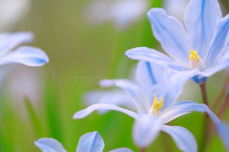 Glory-of-the-snow Flowers in Early Spring Stock Photo - Image of copy ...