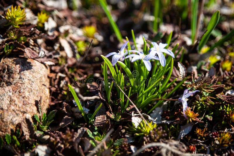 Glory of the Snow (scilla Forbesii), First Spring Flowers Stock Image ...
