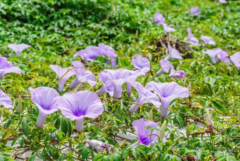Ground Violet Glory Sunlight Stock Photos - Free & Royalty-Free Stock ...
