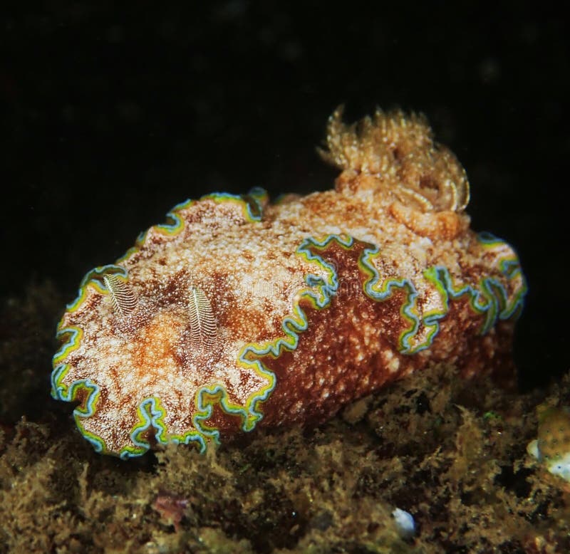 Glosossodoris Sp Stock Photos - Free & Royalty-Free Stock Photos from ...