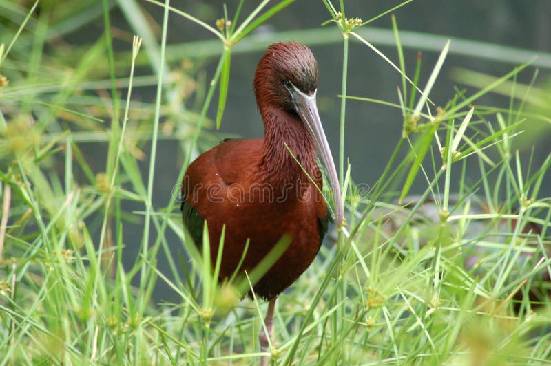 Wandering Albatross on Nest Stock Photo - Image of single, albatross ...