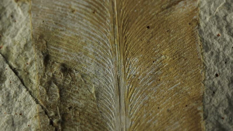 Fossil of Glossopteris stock footage. Video of largest - 62903340