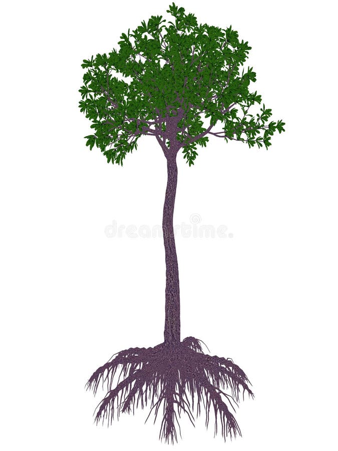 Glossopteris Prehistoric Tree - 3D Render Stock Illustration ...