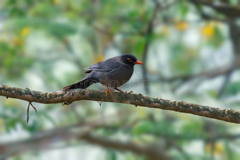 Glossy-black Thrush on a Branch of a Tree Against a Blurred Backdrop ...