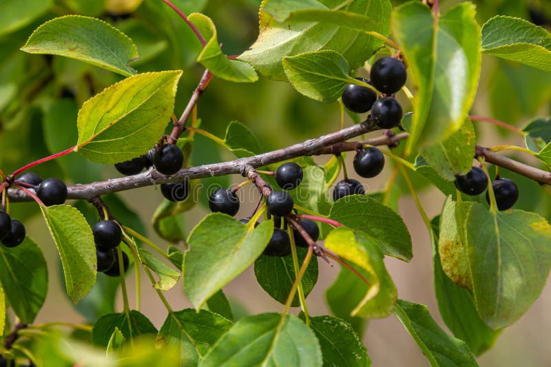 Glossy Buckthorn Berries or Fruit Growing on the Bush in August Stock ...