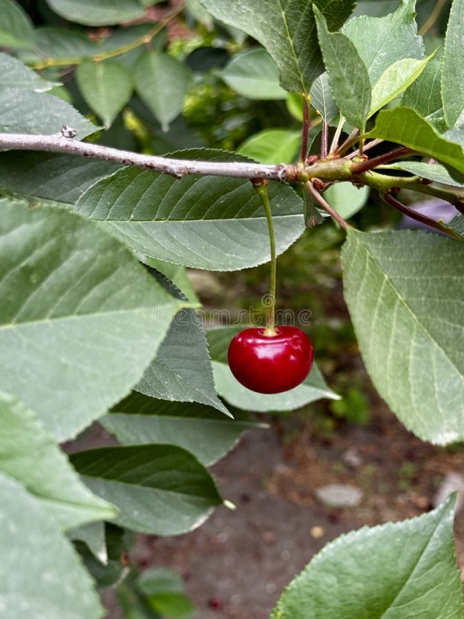 Glossy Cherry Dangling in Leafy Shade Stock Image - Image of madura ...
