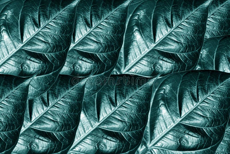 The Glossy Cyan Leaves Stacked Several Full Frames Stock Image - Image ...