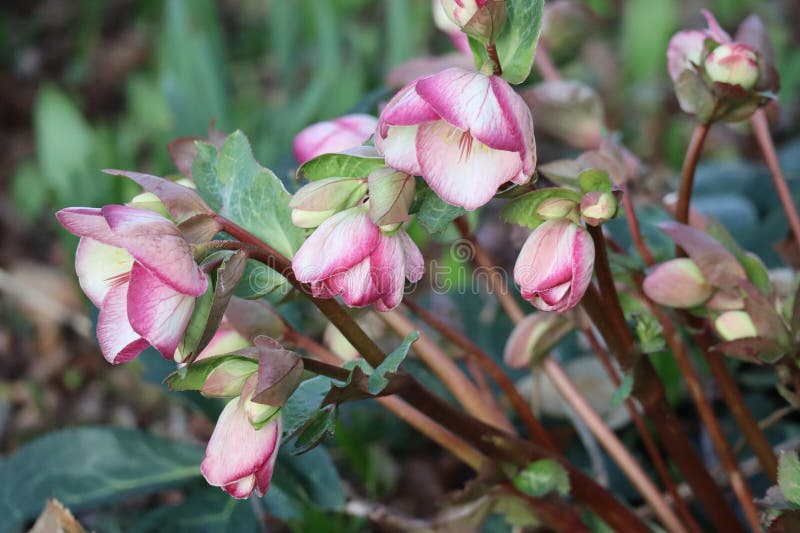 Hellebore Varieties Stock Photos - Free & Royalty-Free Stock Photos ...