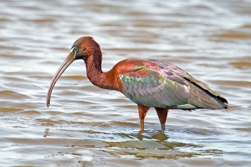 Glossy Ibis stock image. Image of migration, hunter, birdwatching ...