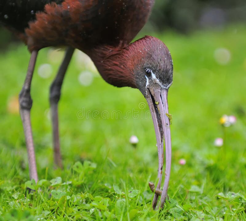 Glossy ibis. stock photo. Image of bird, close, feather - 24638114