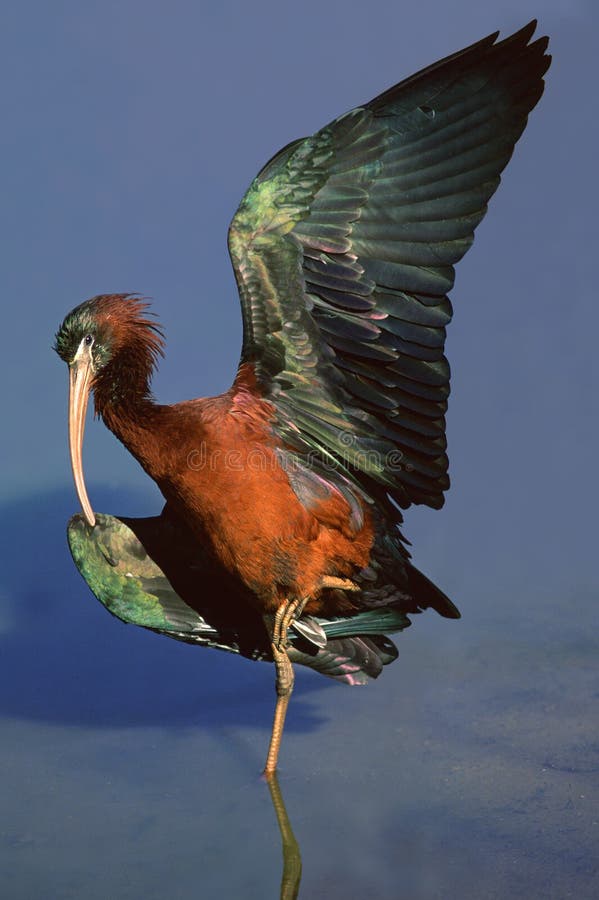 Glossy Ibis stock image. Image of african, natural, beak - 824017