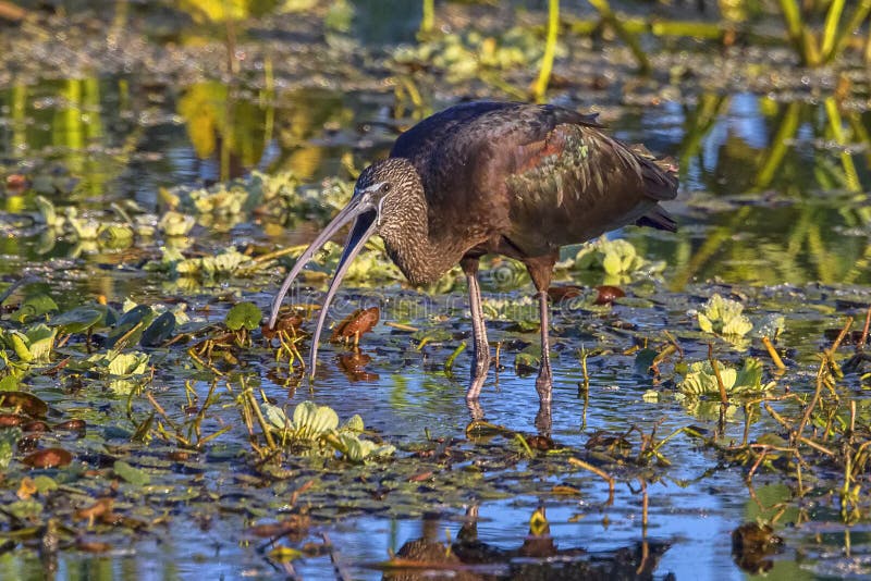 Glossy Ibis Eating Bugs in a Swamp Stock Photo - Image of wetlands ...