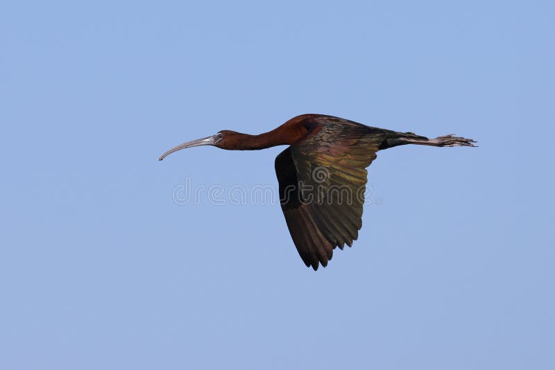 Glossy Ibis in Flight Showing Glossy Wings Stock Image - Image of ...