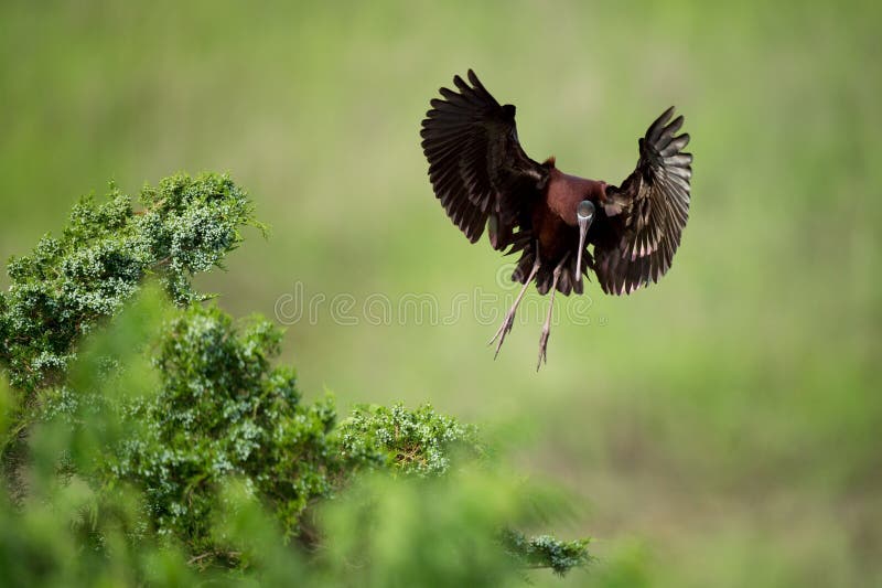 Glossy Ibis Flying High Over the Green Forest Stock Image - Image of ...