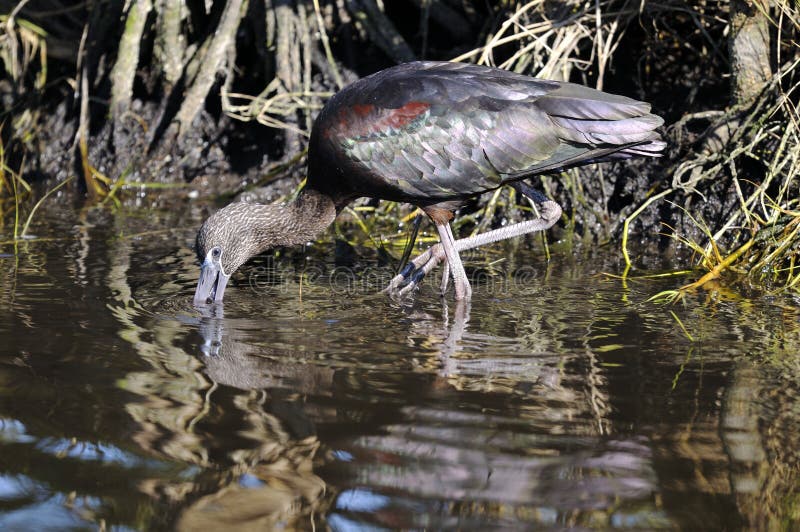 Glossy Ibis, Plegadis Falcinellus Stock Image - Image of calm, neck ...