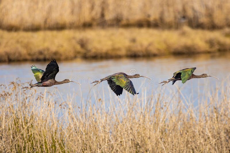Glossy Ibis Plegadis Falcinellus in Fly Stock Image - Image of colorful ...