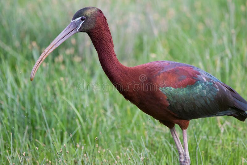 A Glossy Ibis Standing on Green Grass in a Park Stock Photo - Image of ...