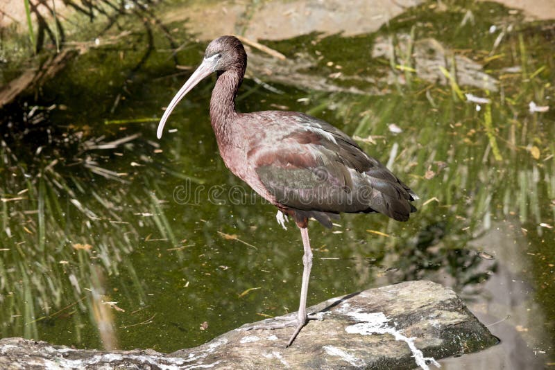 A glossy ibis stock photo. Image of legs, mauve, bird - 125698440