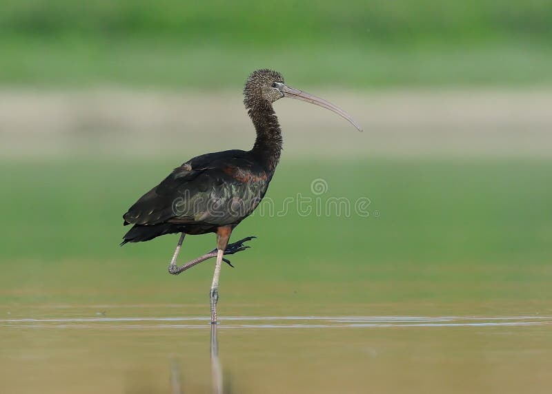 Glossy Ibis stock photo. Image of glossy, waterbirds - 51634350
