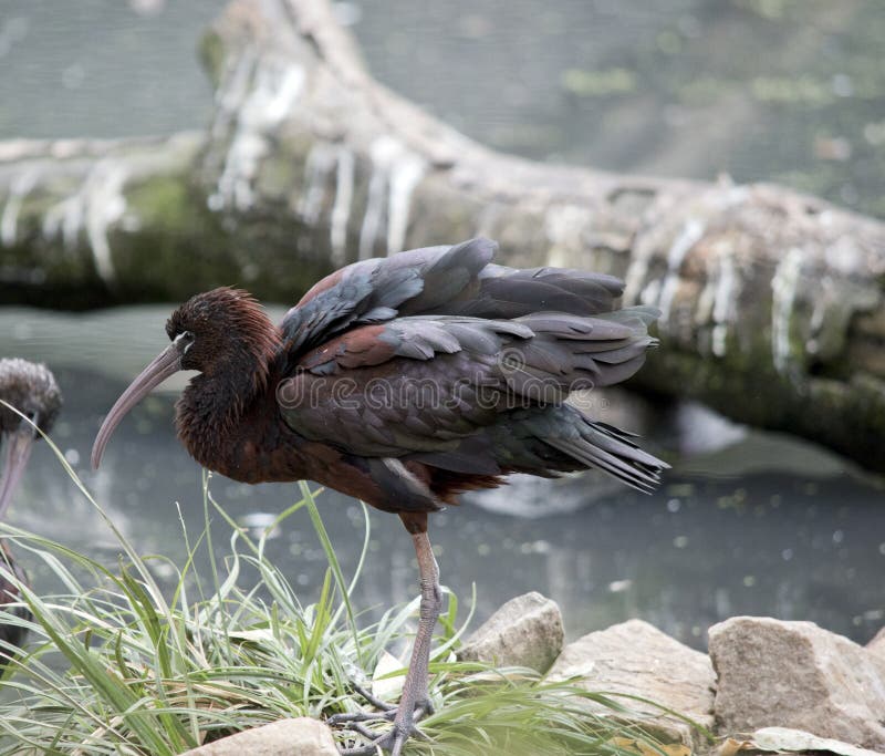 The Glossy Ibis Has a Pinkish Bill and Glossy Feathers Stock Photo ...