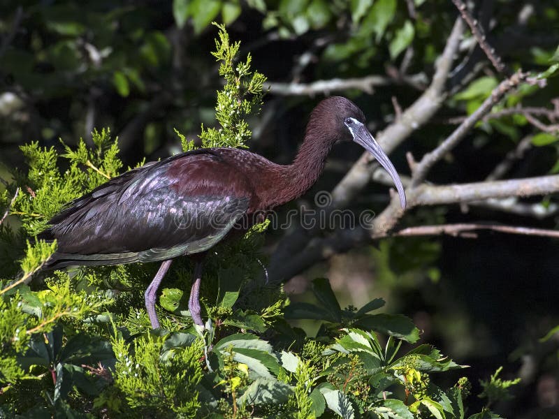 Glossy Ibis in Tree stock image. Image of plegadis, standing - 73334207
