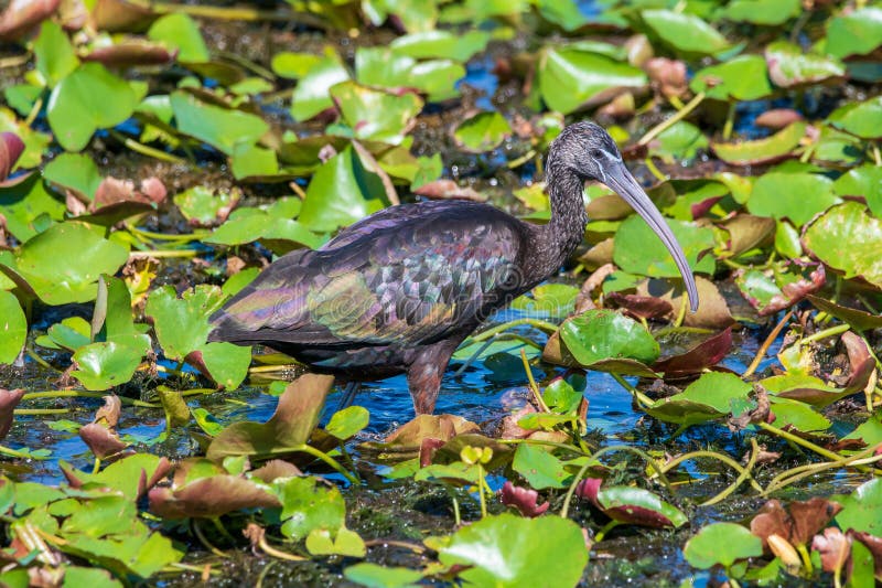 A Glossy Ibis Wading through a Florida Swamp Stock Photo - Image of ...