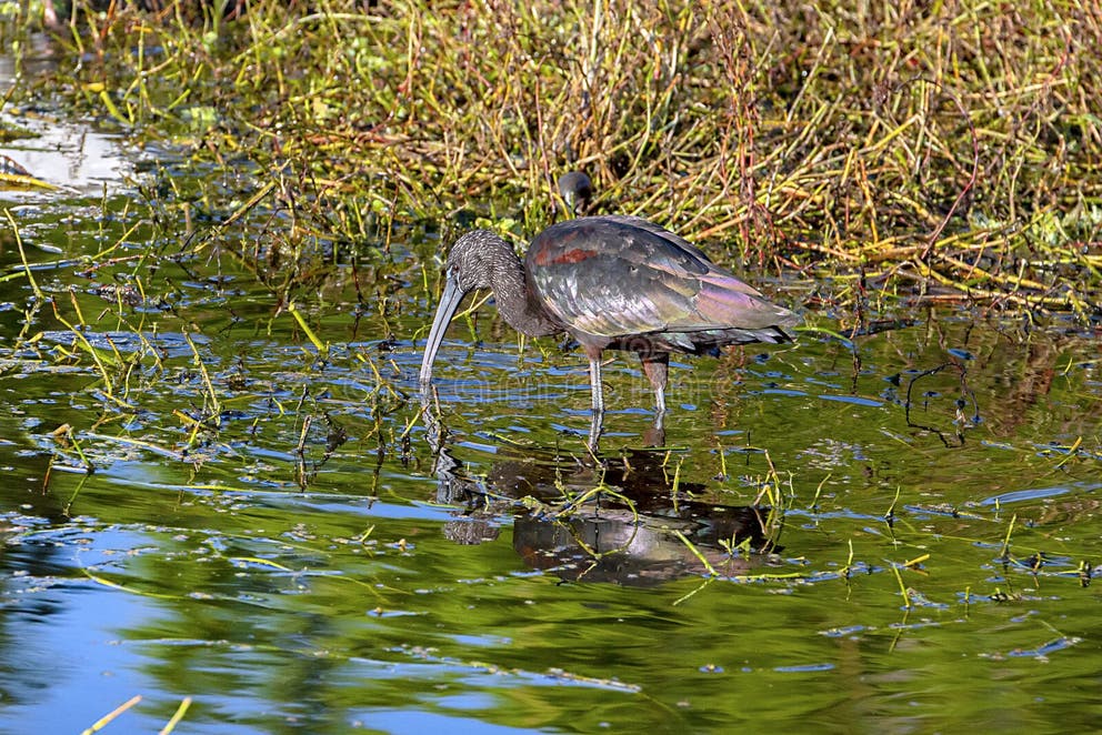 Glossy Ibis Wading in a Swamp Stock Image - Image of wading, bird ...