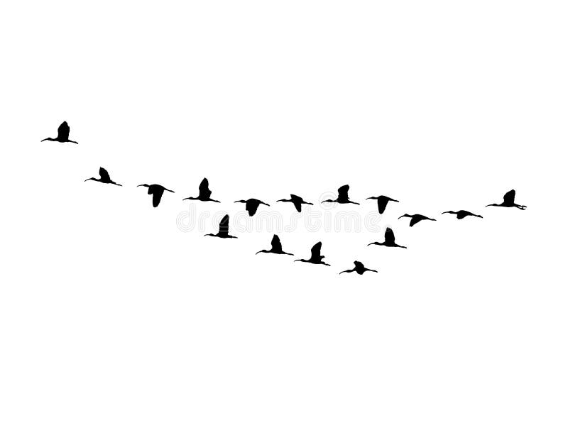Glossy Ibis Wedge in Flight. Vector Silhouette a Flock of Birds Stock ...