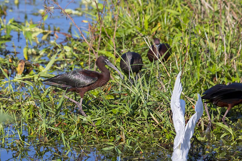 Glossy Ibis in the Wetlands Stock Photo - Image of birdwatching, avian ...