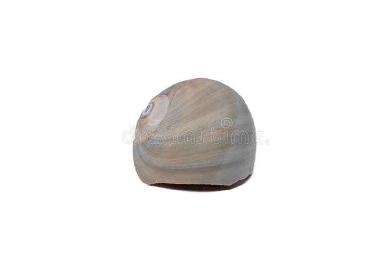 Glossy Smooth Brown and Gray Sea Shell on White Surface Stock Photo ...