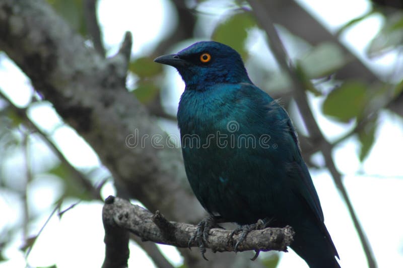 Glossy starling stock photo. Image of indigo, shiny, forest - 11439256