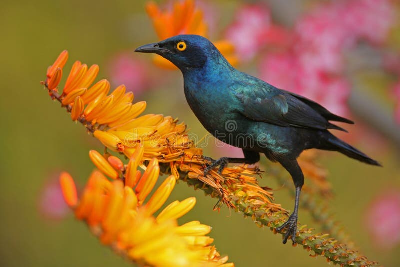 Glossy Starling Bird stock image. Image of attractive - 30282955