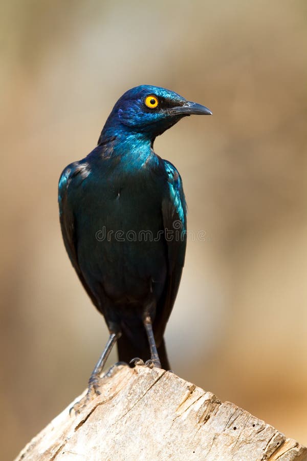 Glossy starling portrait stock image. Image of field - 21405197