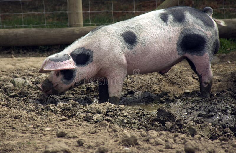 Gloucestershire Old Spot Pig Stock Image - Image of pets ...