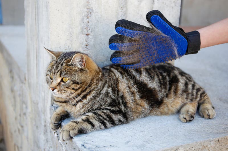 A Glove for Combing Wool. a Cat is Combed with an Animal Comb Stock ...