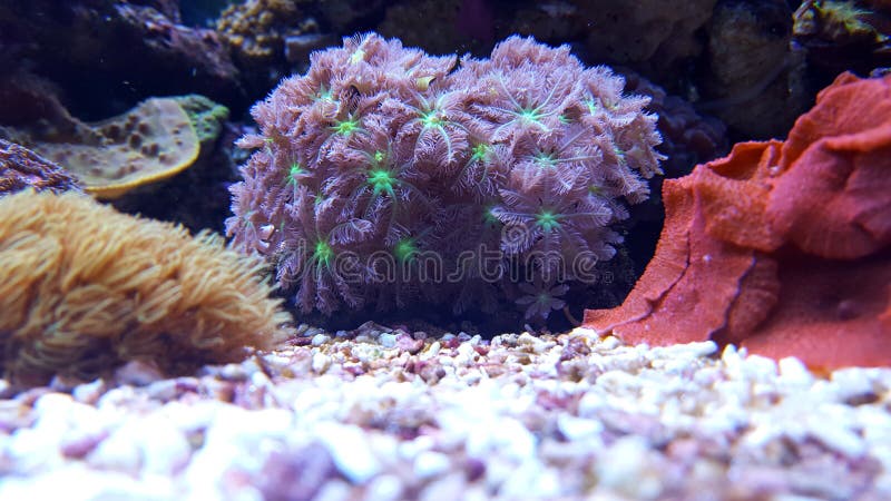 Glove Polyps Coral - Clavularia Stock Photo - Image of oceanlife ...