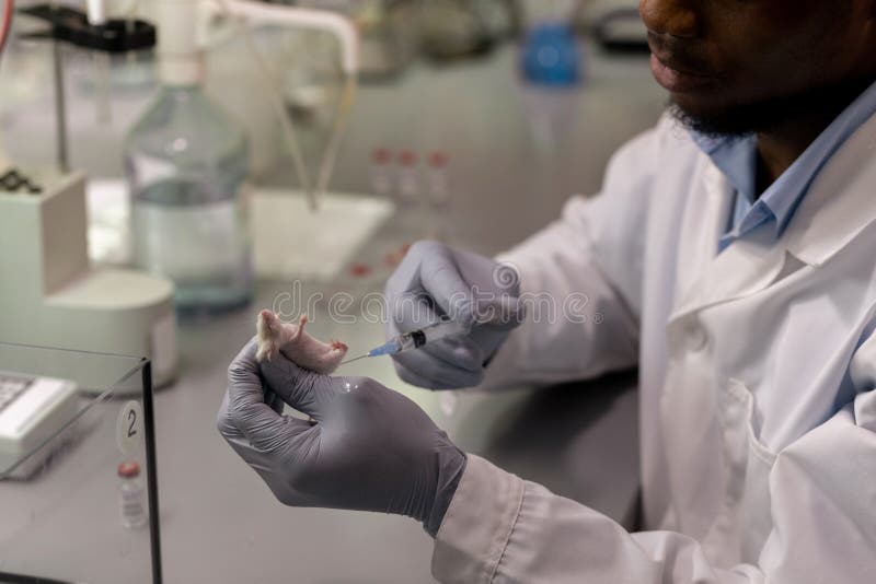 Gloved African Scientist Injecting Vaccine To White Mouse Stock Image ...
