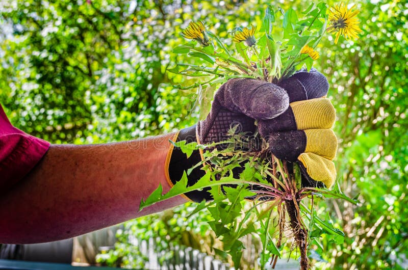 Gloved Hand Holding Pulled Dandelion Plants Stock Image - Image of ...