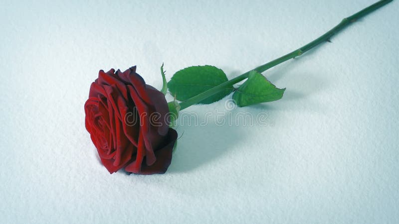 Mourner Puts a Rose on Grave Stock Video - Video of pallbearer, rock ...