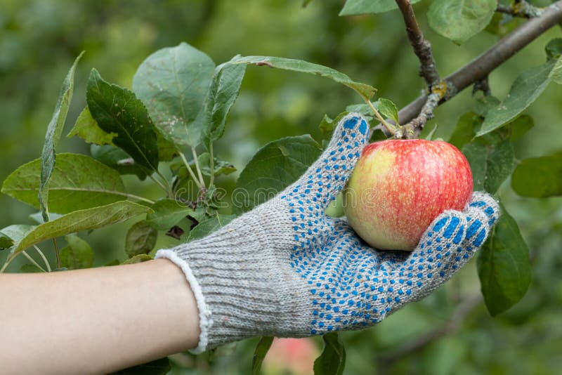 Gloved Hand Removes Apple Tree Stock Photos - Free & Royalty-Free Stock ...