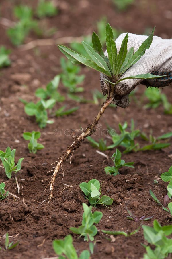 Gloved Hand with Weed on the Garden Beds Background Stock Photo - Image ...