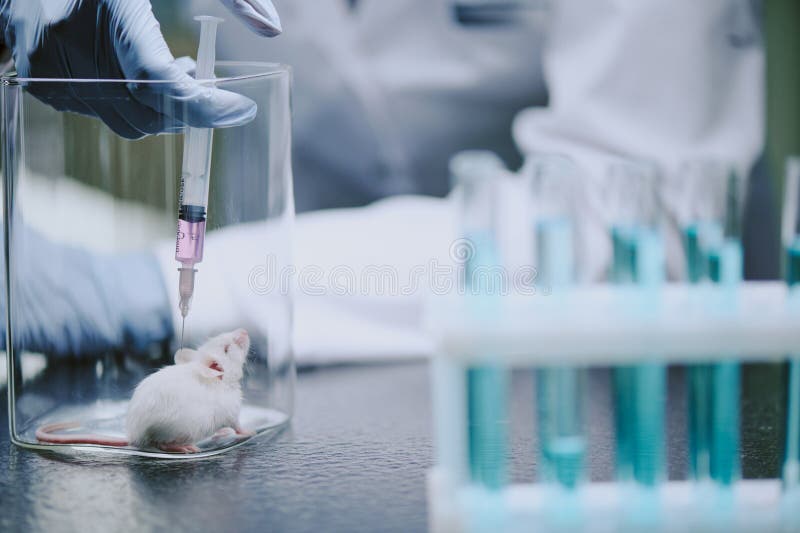 Testing Medicine on Laboratory Mouse with Medical Syringe Editorial ...