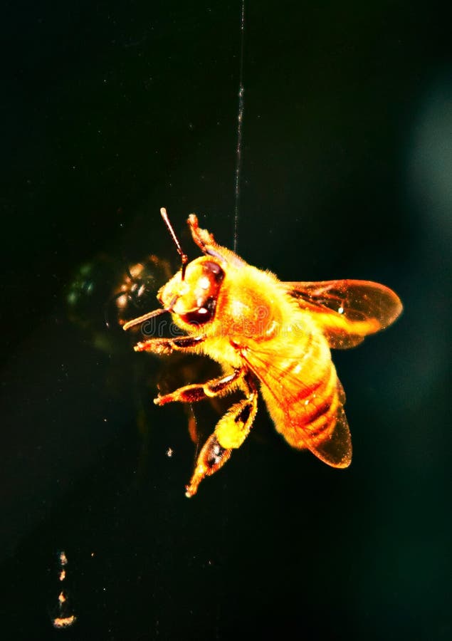 Glow bee stock photo. Image of glowing, antenae, window - 96698240