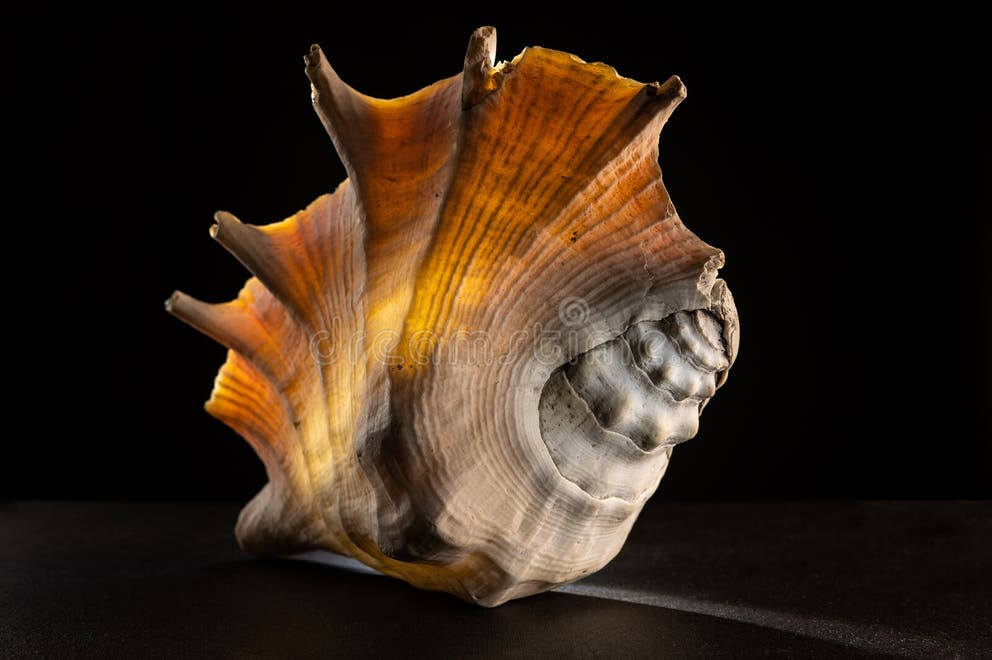 Glow Big Shell on Dark Background Stock Photo - Image of nature ...