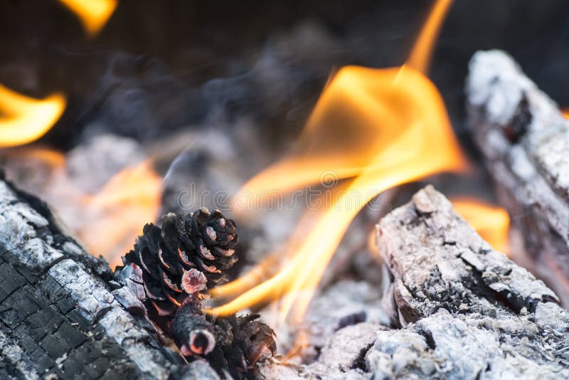 Glow in the Fire Cones of Coniferous Trees, Stock Image - Image of fire ...