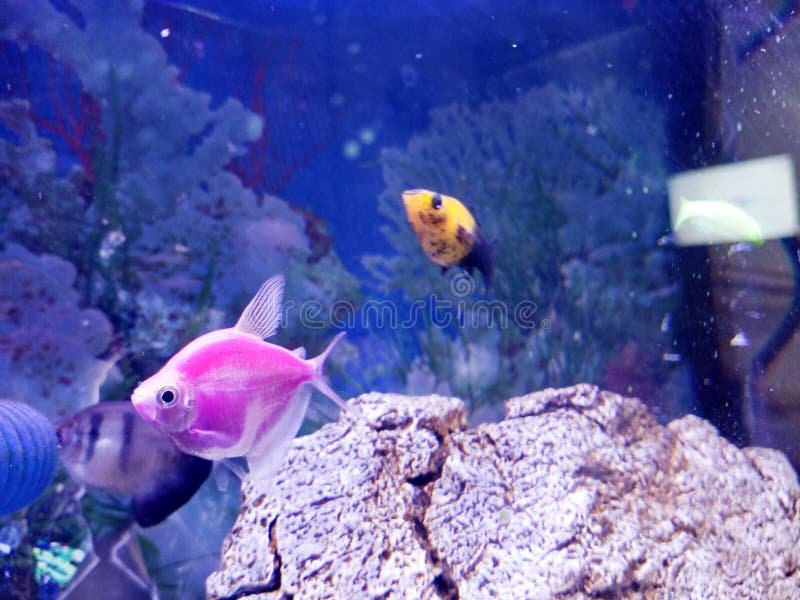 Glow Fish in a Mini Aquarium Stock Image - Image of aquarium, animal ...